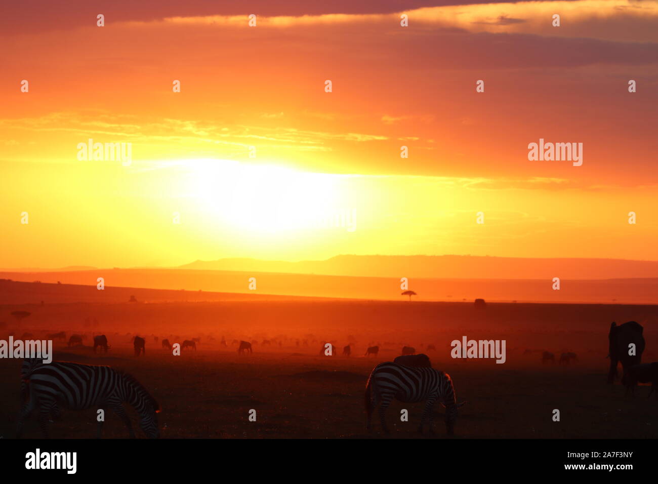 Silhouettes of african animals at sunset in the savannah hi-res stock ...