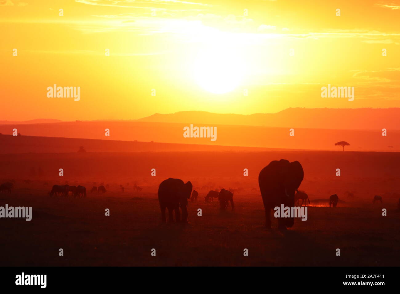 Silhouettes of african animals at sunset in the savannah hi-res stock ...