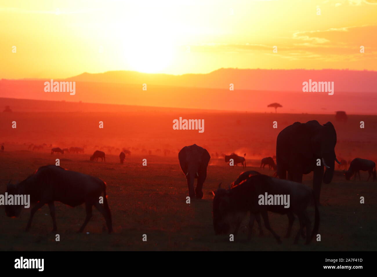 Silhouettes of african animals during sunset in the african savannah ...