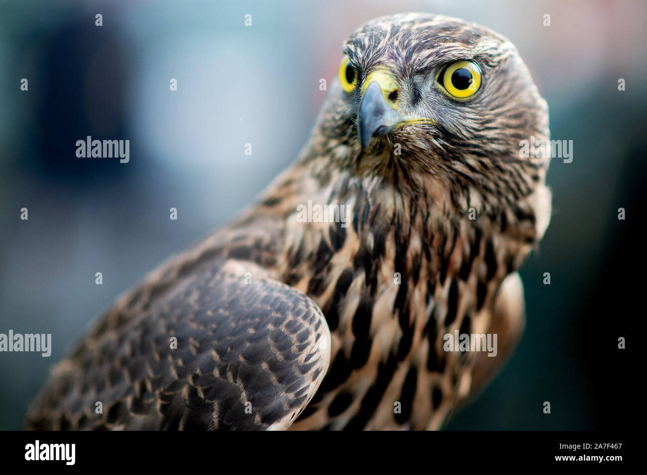 Hawk rabbits hi-res stock photography and images - Alamy