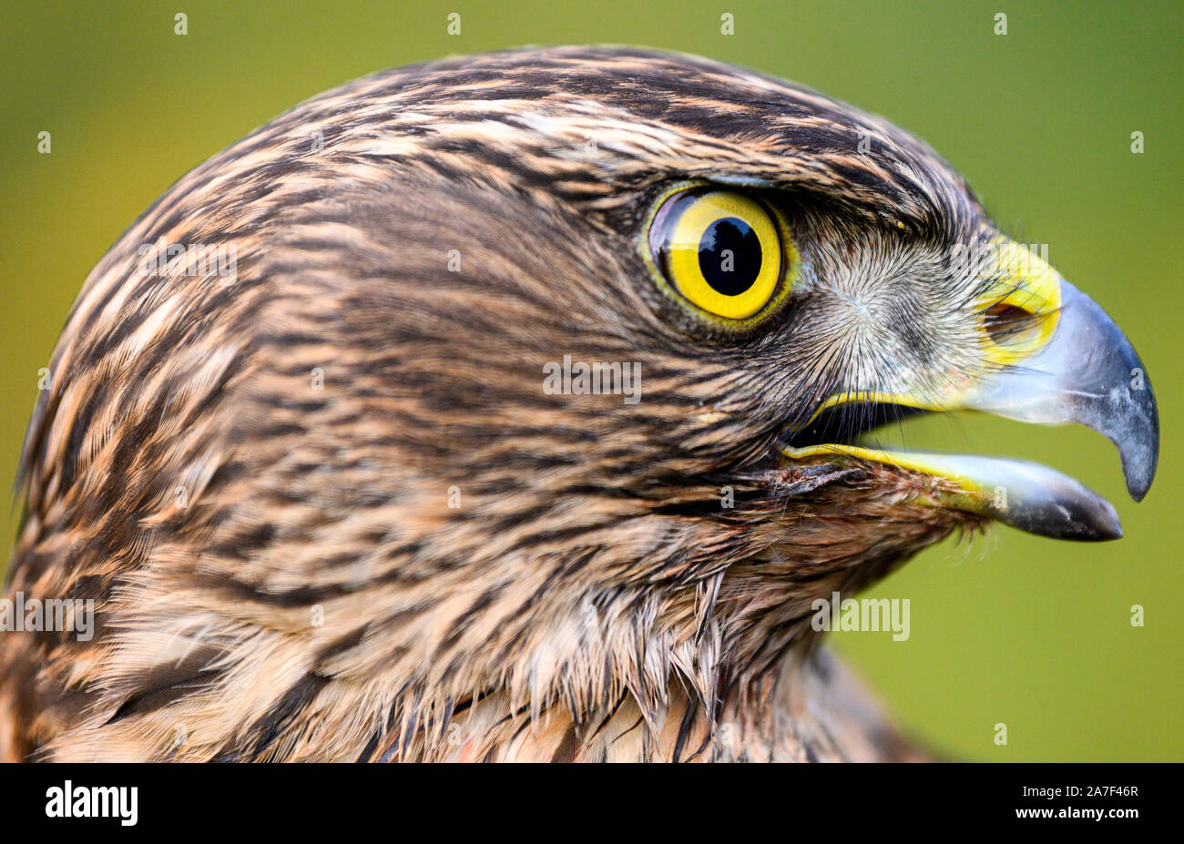 Hawk rabbits hi-res stock photography and images - Alamy