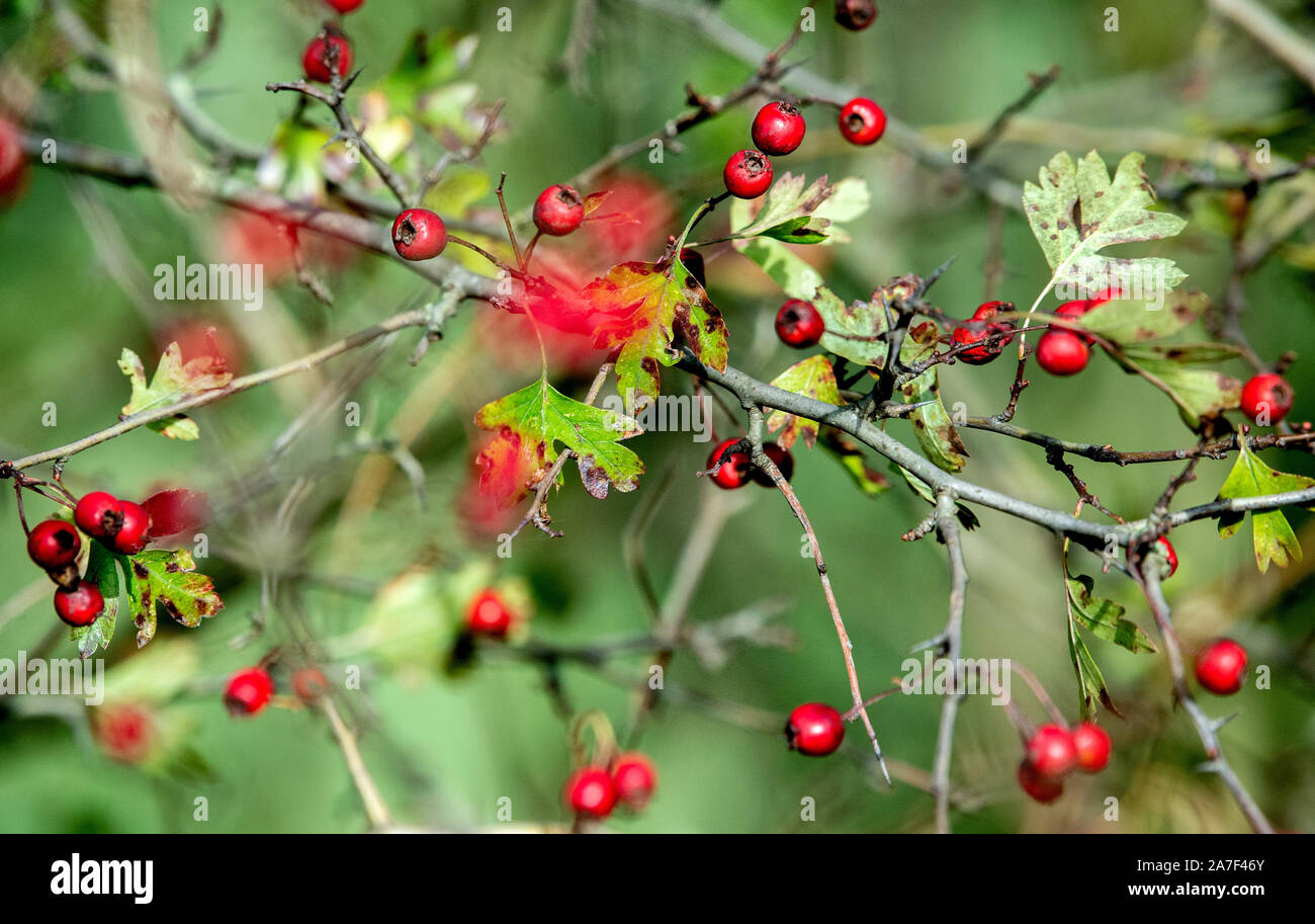 Liebenau, Germany. 26th Oct, 2019. Red berries grow on a hawthorn bush ...