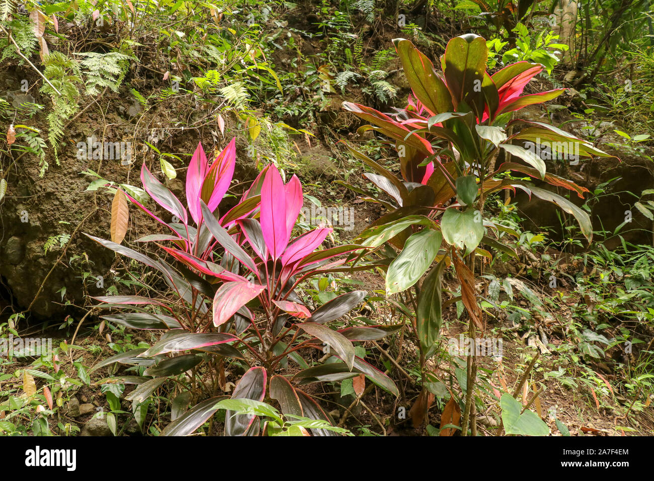 Photo of a tropical cordyline fruticosa plant commonly called Ti plant ...