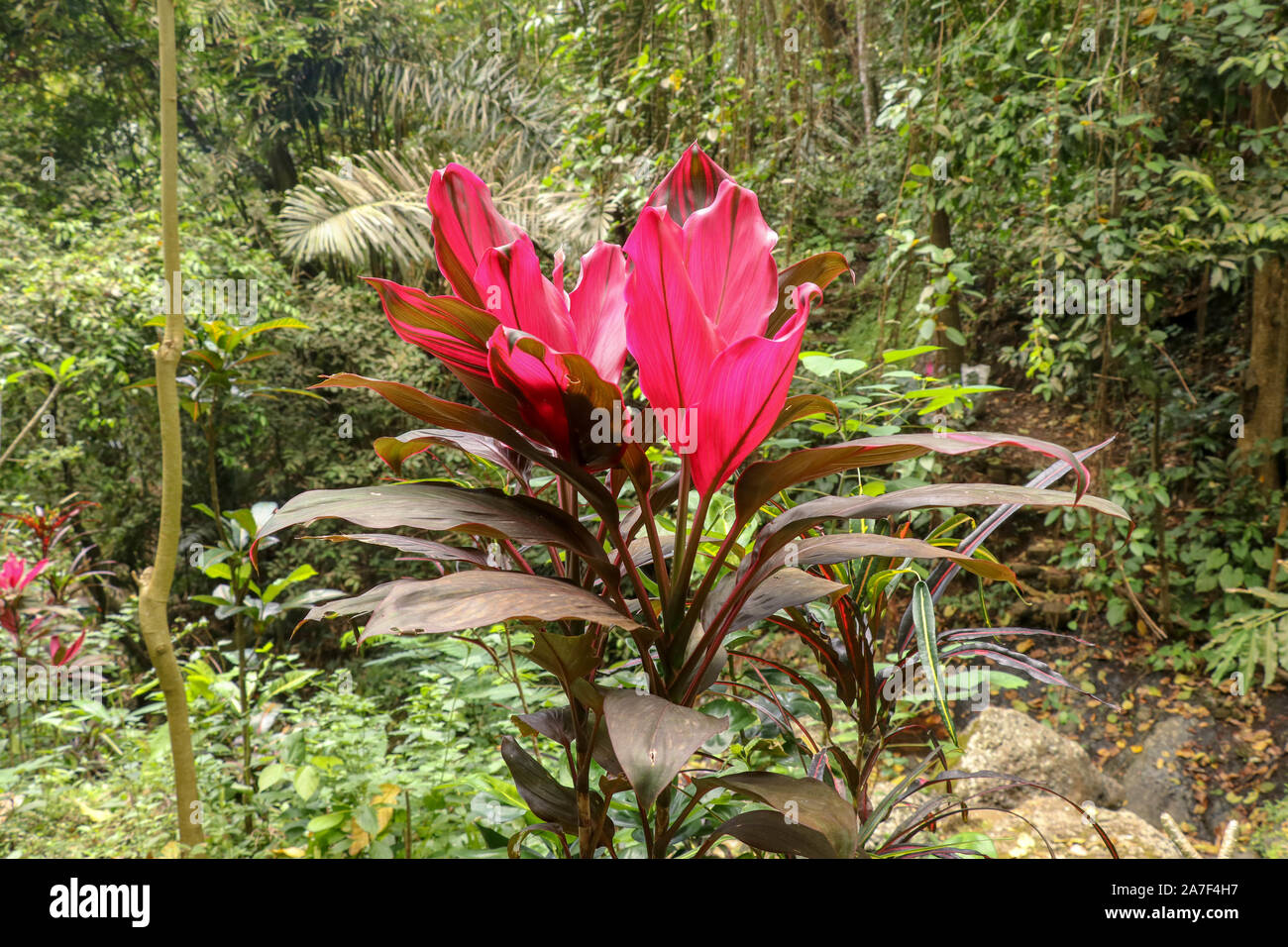 Photo of a tropical cordyline fruticosa plant commonly called Ti plant ...
