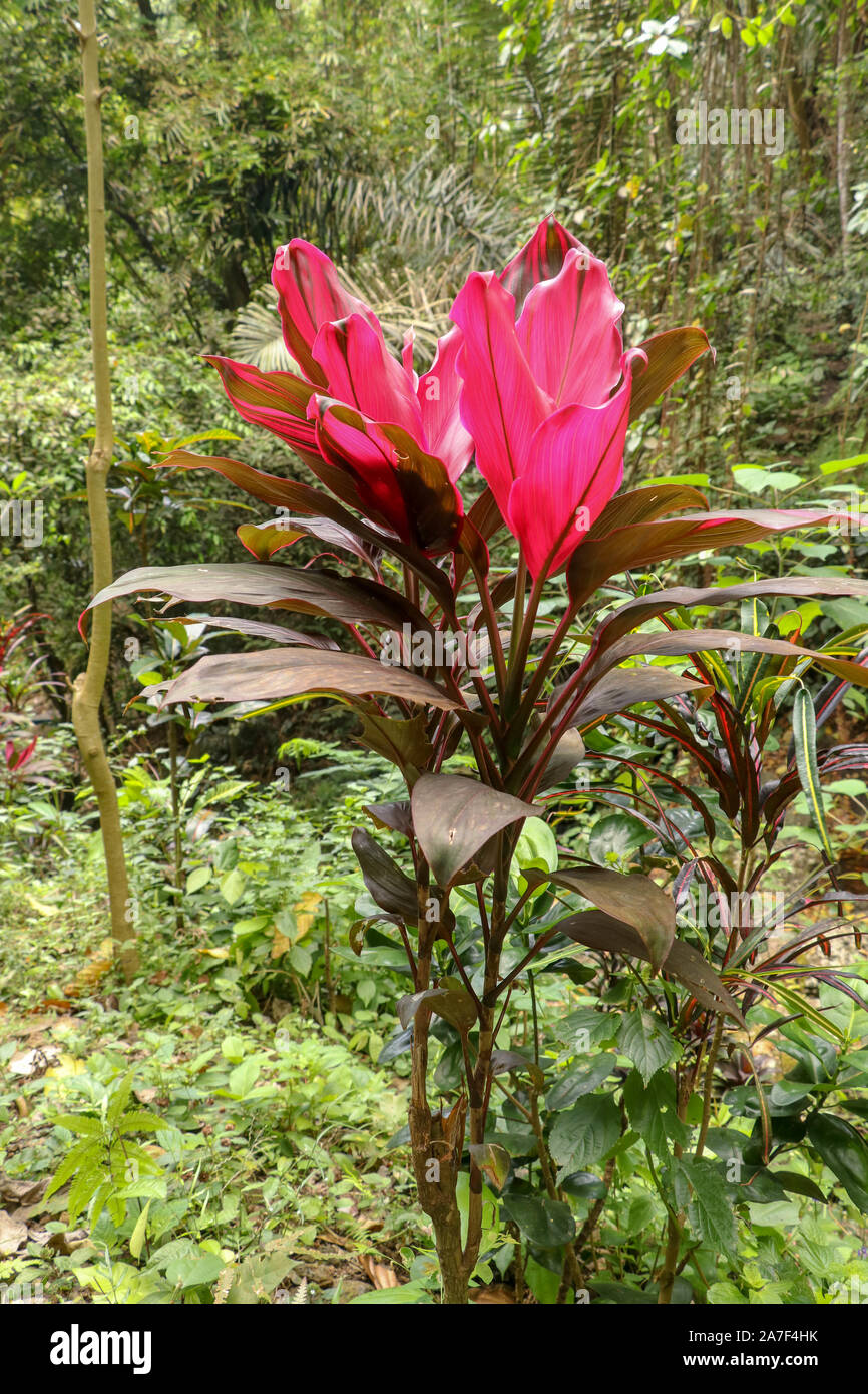 Photo of a tropical cordyline fruticosa plant commonly called Ti plant ...