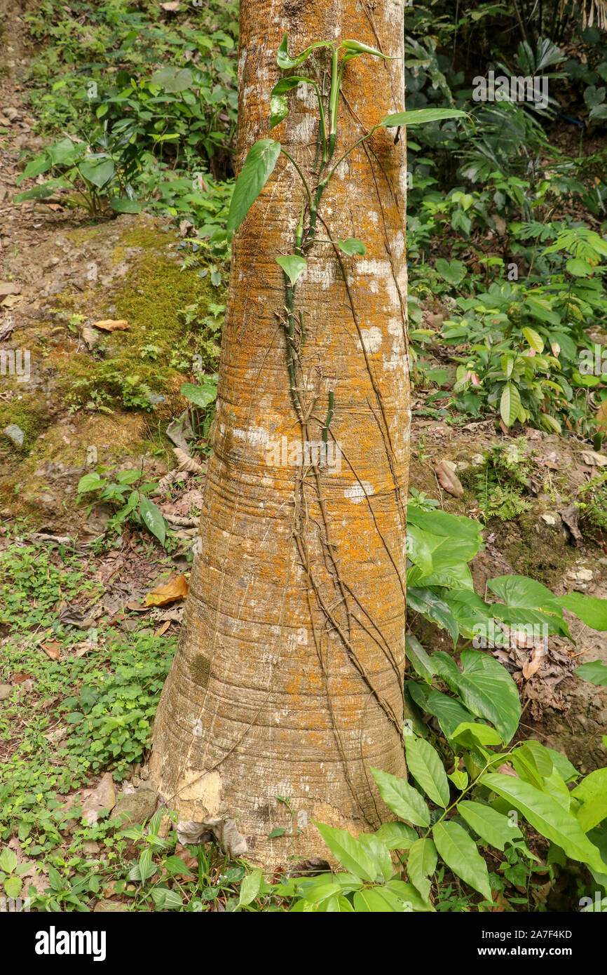 A tropical creeper from the genus Philodendron straddles a tree trunk ...