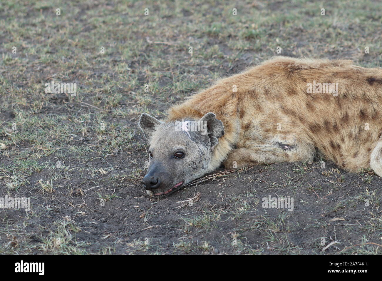 Spotted hyena (crocuta crocuta) with a scar on the face Stock Photo - Alamy
