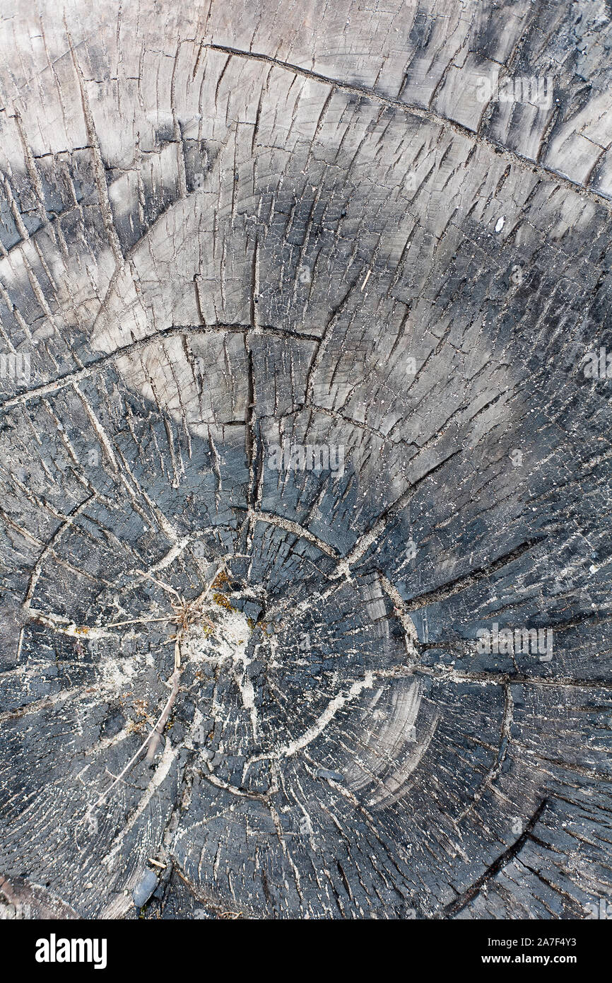 Natural Weathered Grey Tree Stump Cut Texture Stock Photo - Alamy