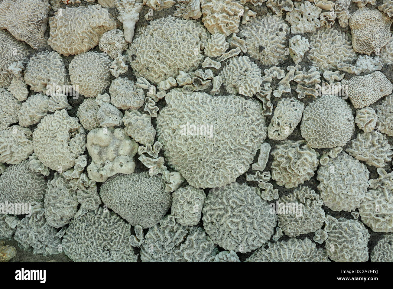 A natural wall built from dead sea corals. Different species and sizes ...