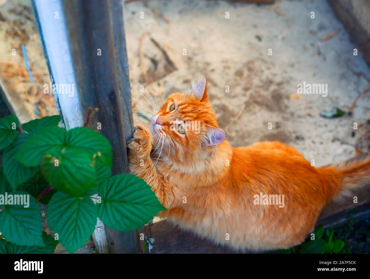 Sharpen claws cat hi-res stock photography and images - Alamy