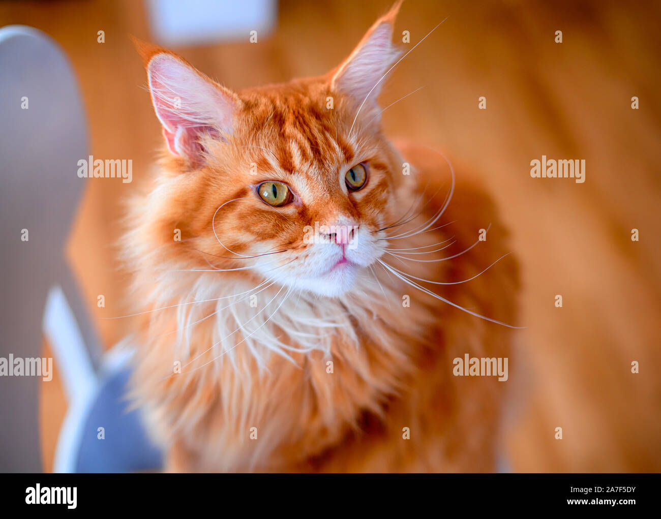 Ginger Maine Coon cat sitting on chair. Closeup Stock Photo - Alamy