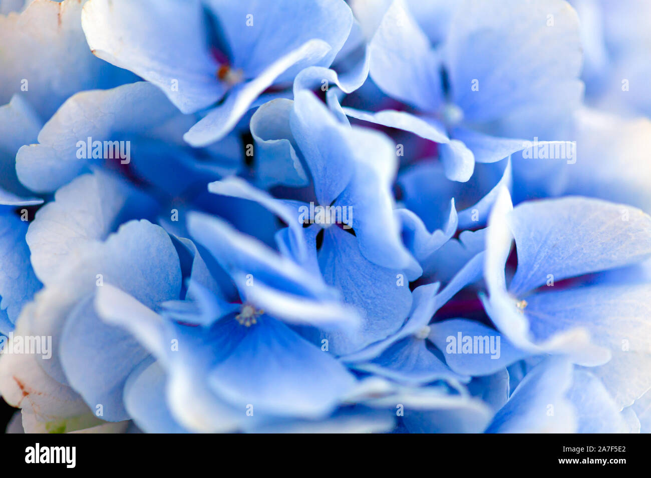 Close-up of blue hydrangea background Stock Photo - Alamy