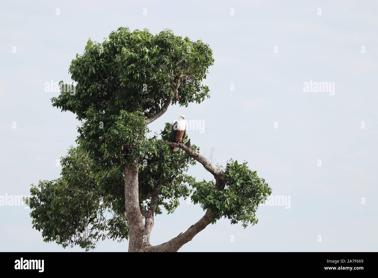 Marshall eagle in a tree Stock Photo - Alamy