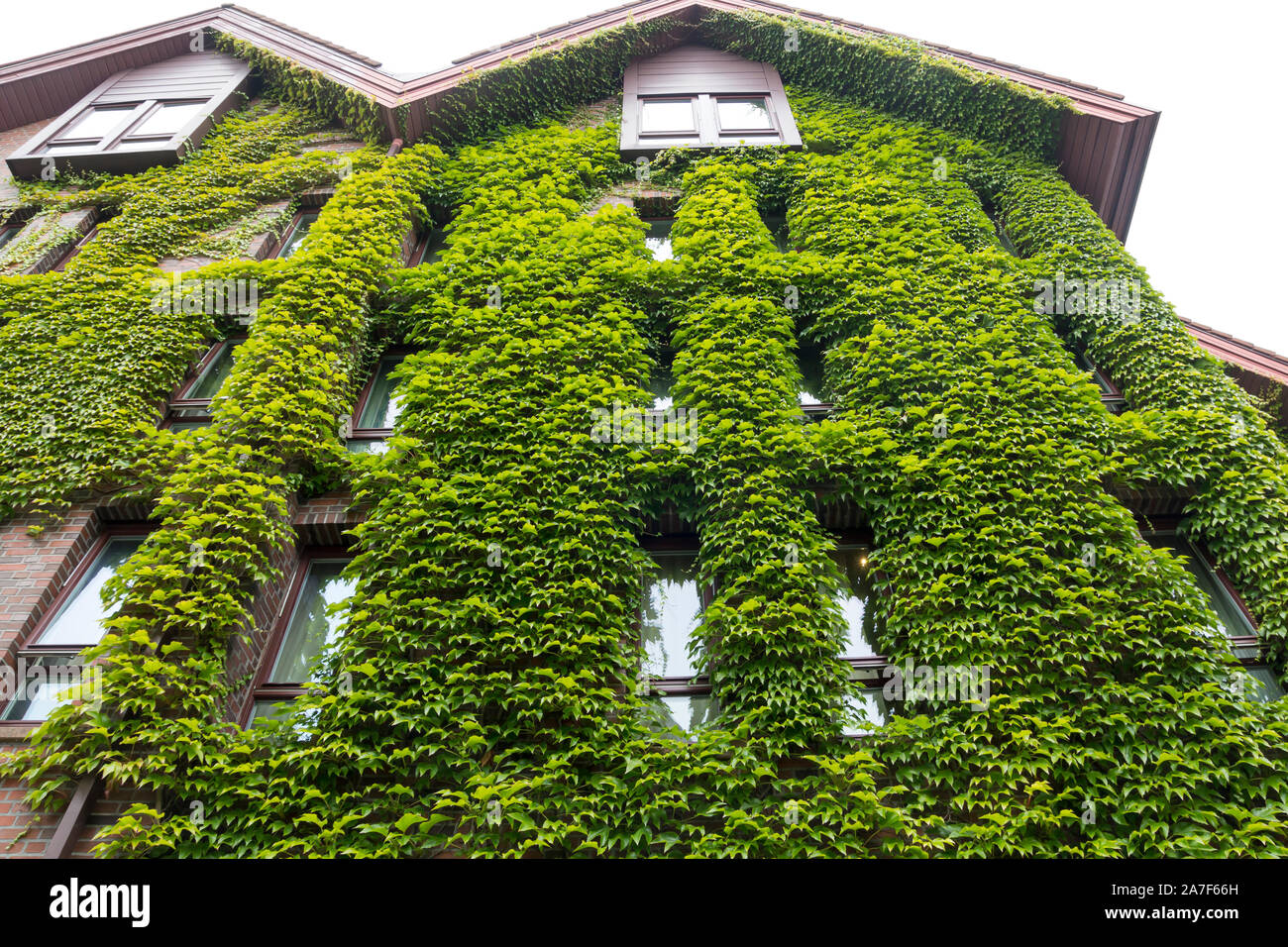 Green wall in a sustainable eco building Stock Photo - Alamy