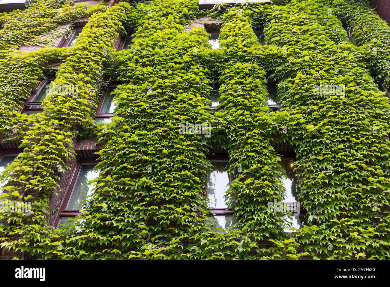 Green wall in a sustainable eco building Stock Photo - Alamy