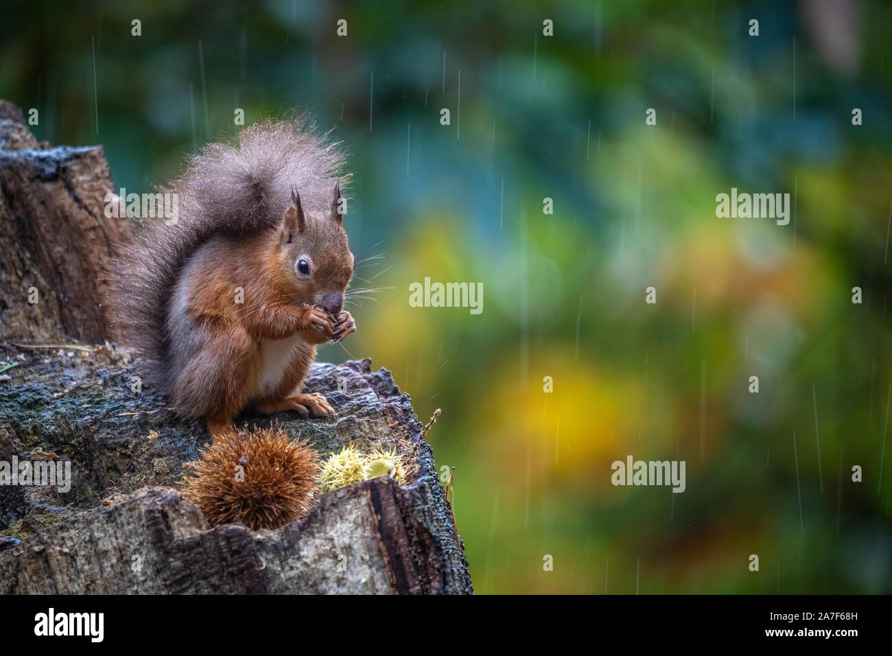 Brownsea island red squirrel hi-res stock photography and images - Alamy