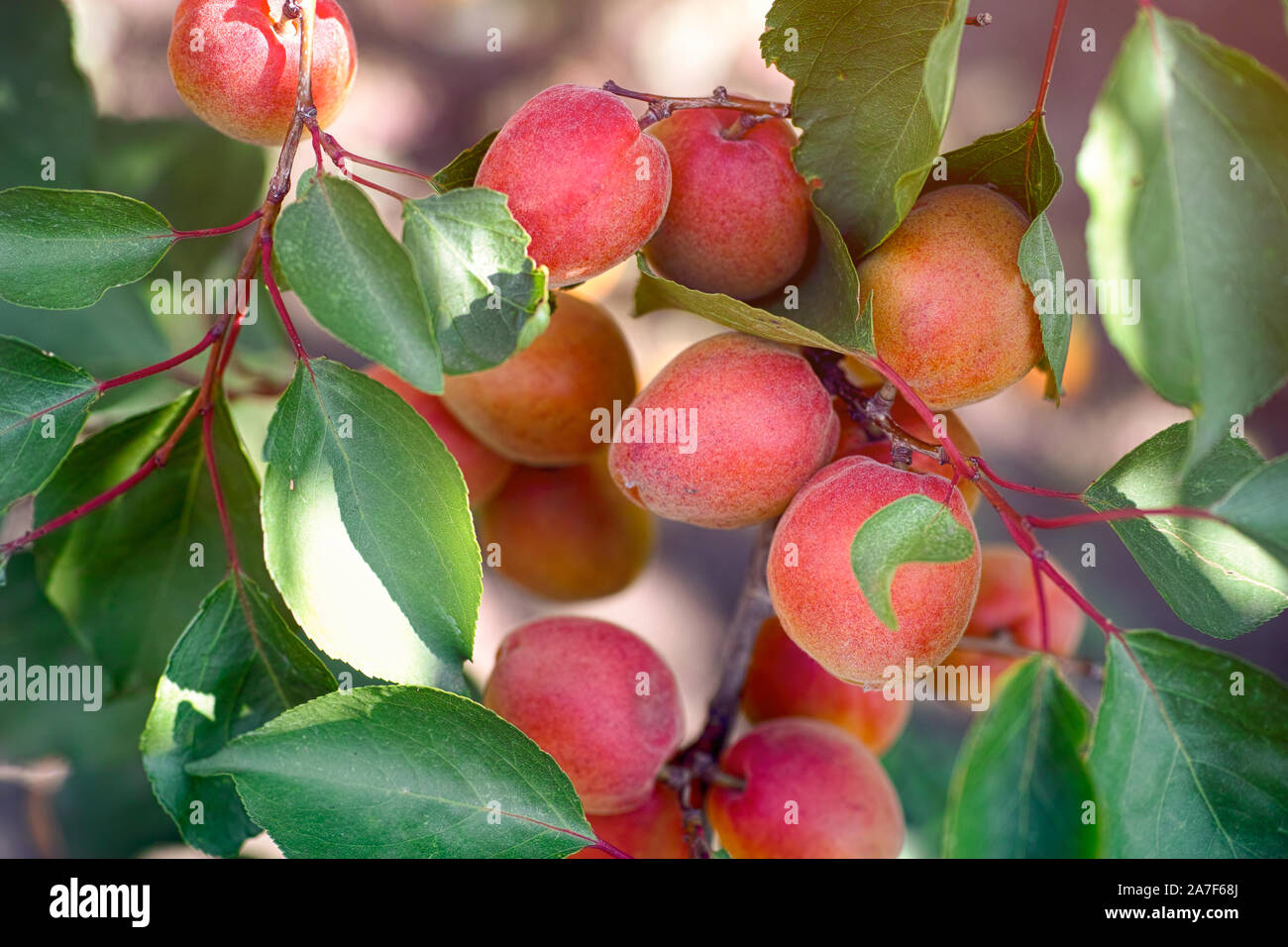 Apricot Tree High Resolution Stock Photography and Images - Alamy