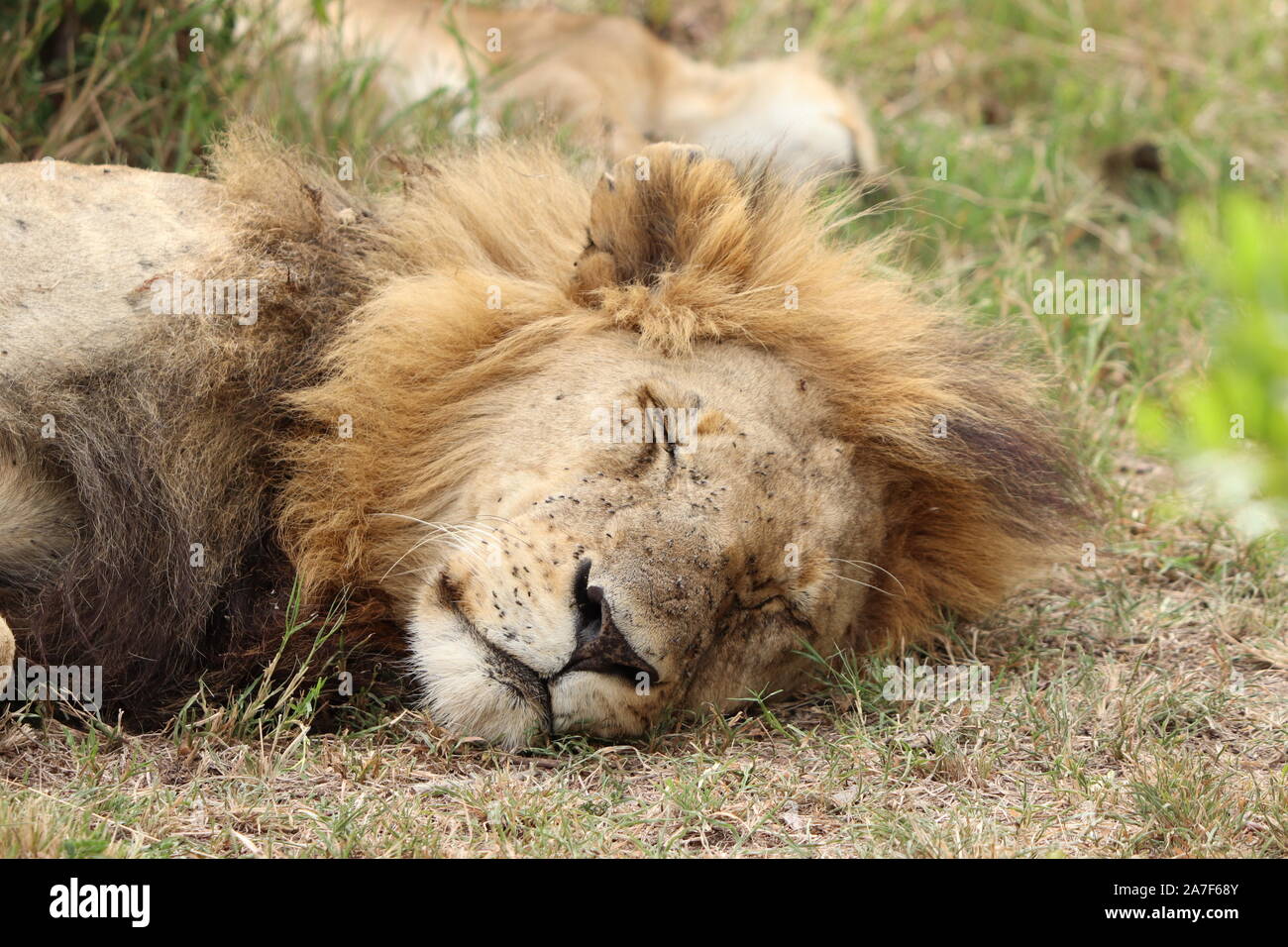 Lion in the african savannah Stock Photo - Alamy