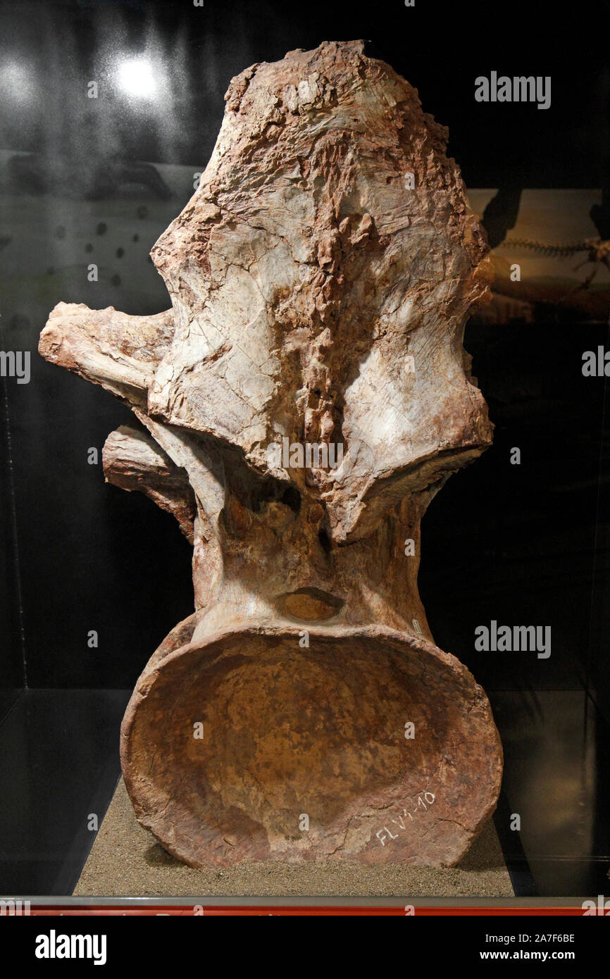 Patagotitan hi-res stock photography and images - Alamy