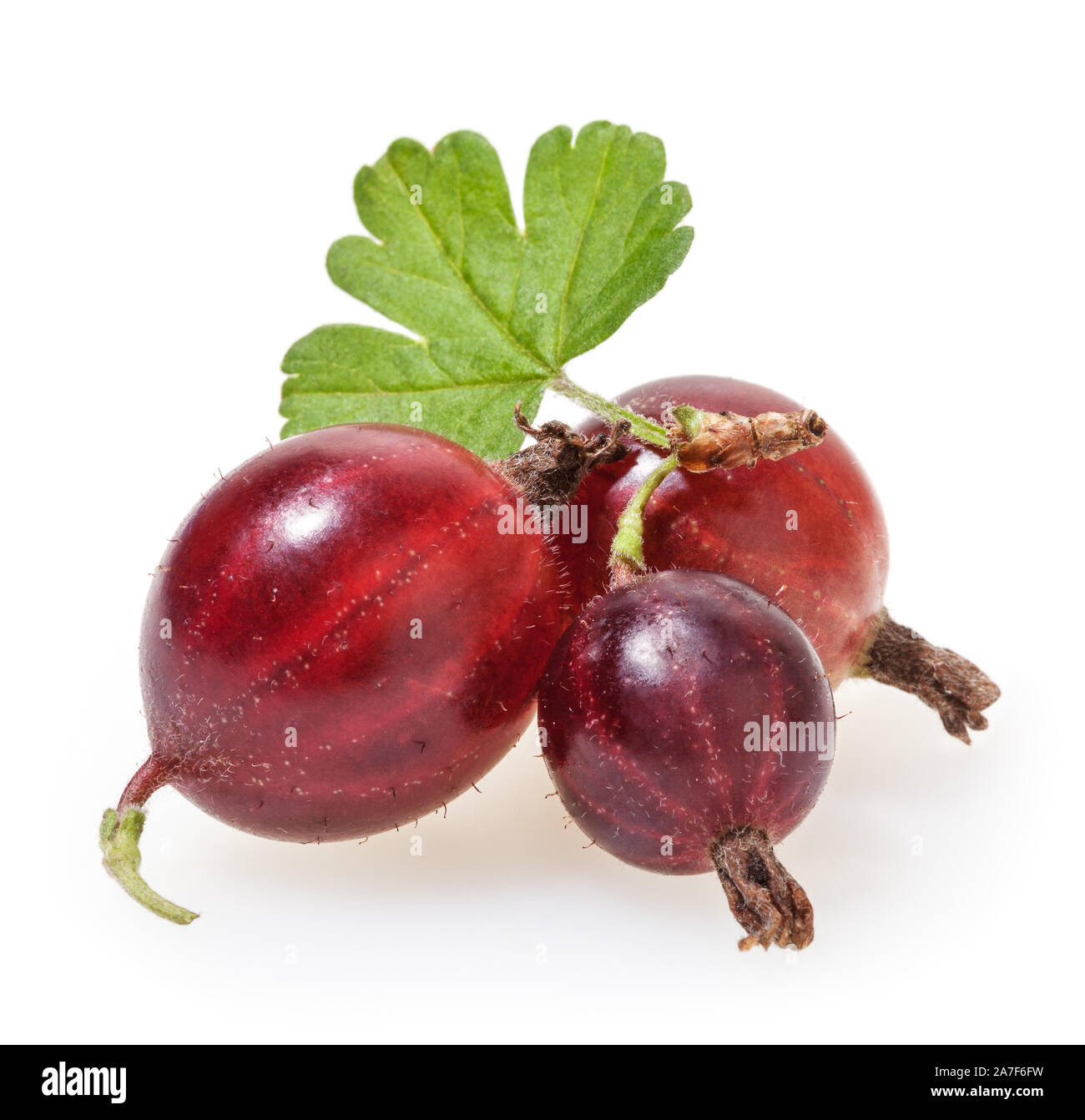 Red gooseberries with green leaf isolated on white background Stock ...