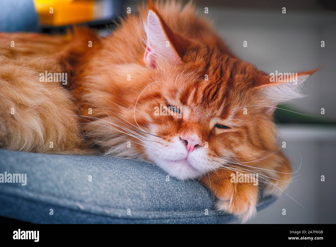 Ginger Maine Coon cat sleeping on chair. Close-up Stock Photo - Alamy