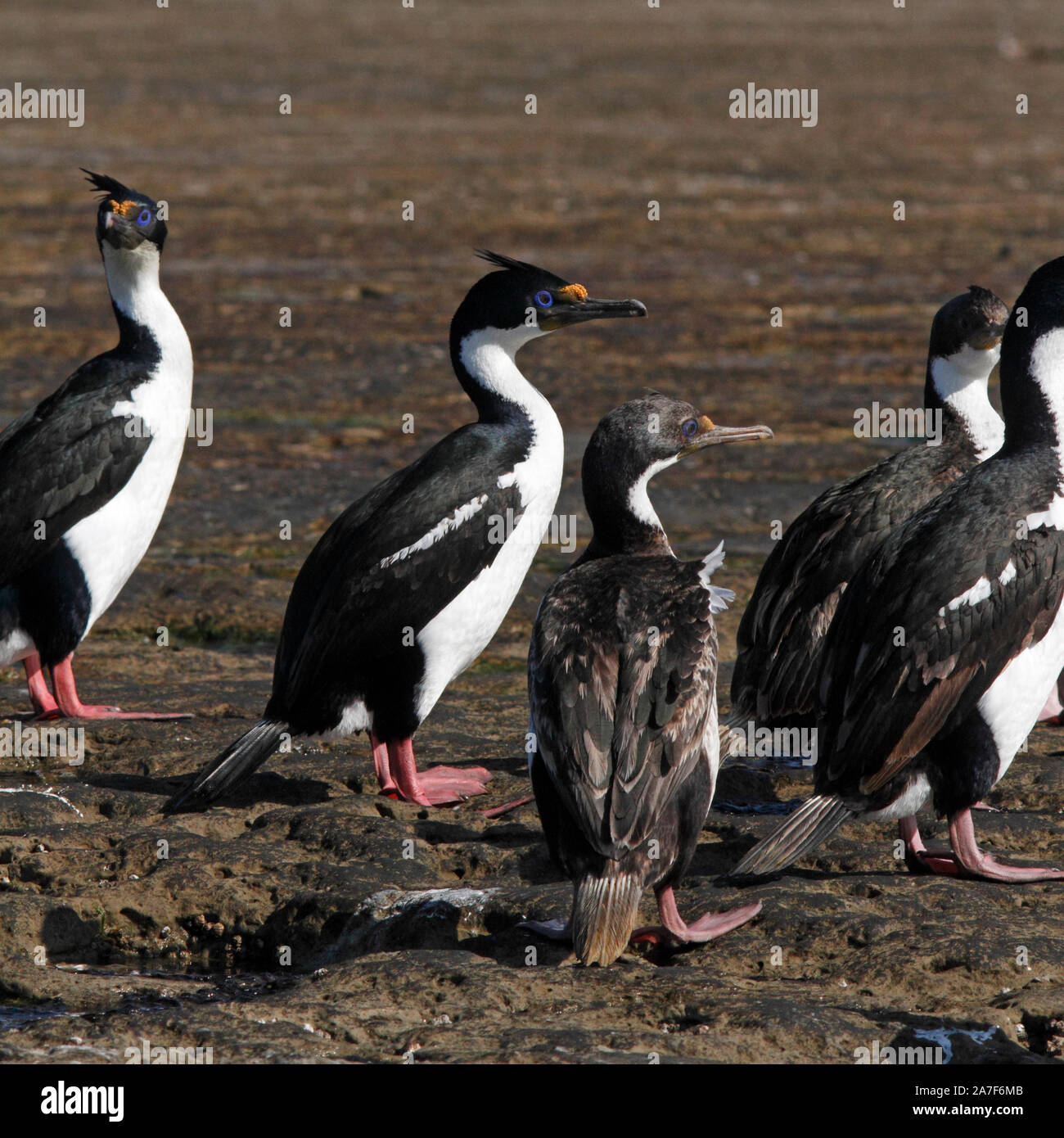 Blue eyed Cormorant colony, Peninsula Valdes, Golfo Nuevo, Patagonia ...
