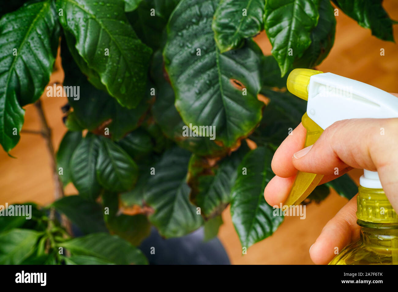 Spraying houseplant hi-res stock photography and images - Alamy