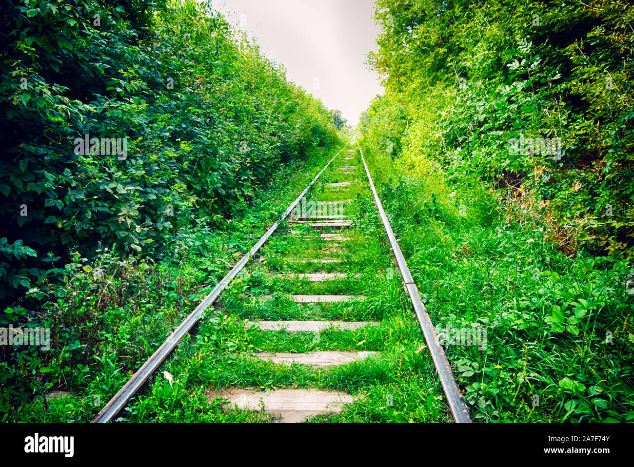 Train tracks overgrown with grass and plant outdoors Stock Photo - Alamy