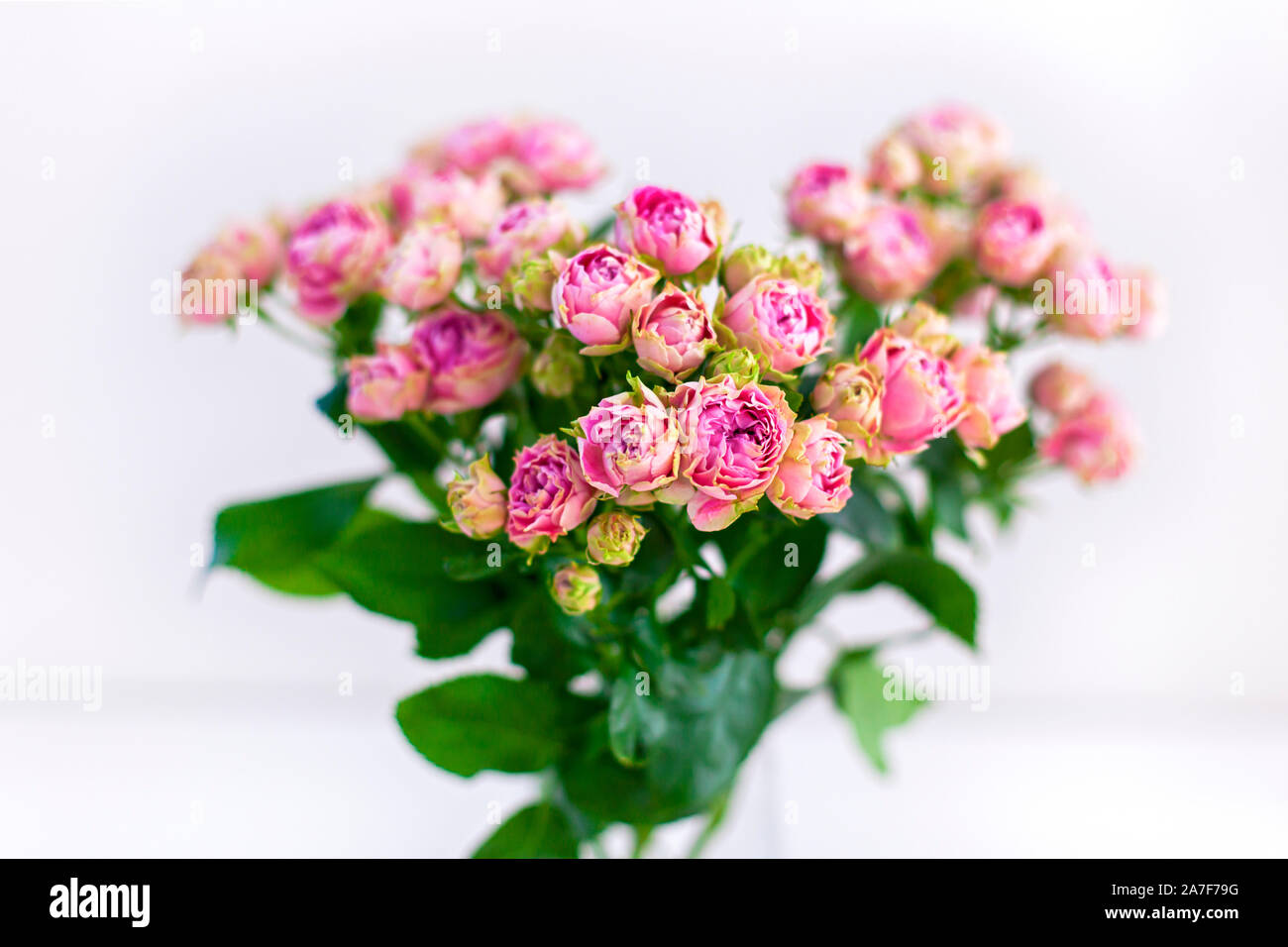 Spray Roses High Resolution Stock Photography and Images - Alamy