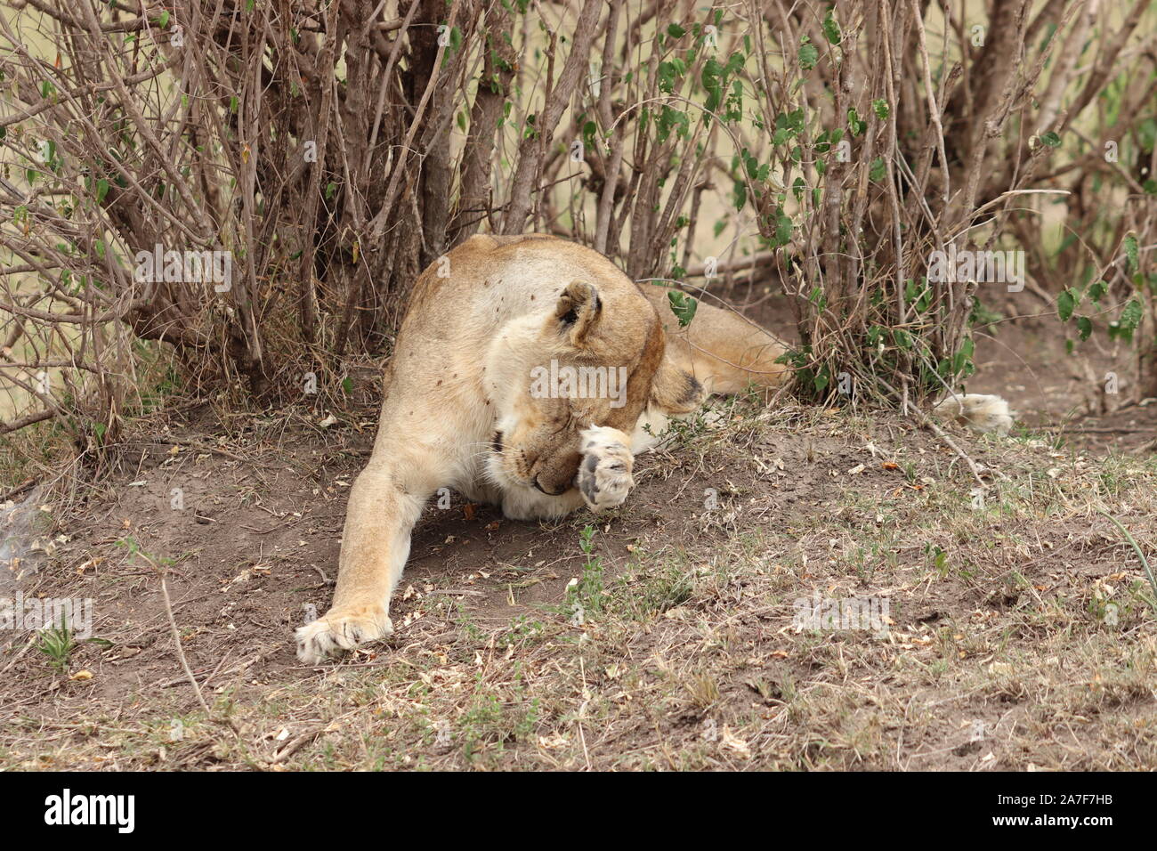 Lion in the african savannah Stock Photo - Alamy