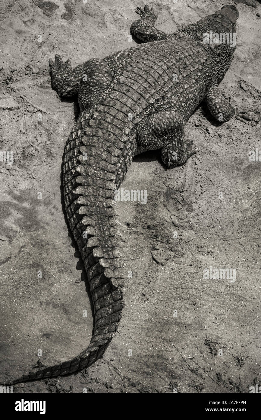 A large crocodile swamp sun baking and resting on the sand Stock Photo ...