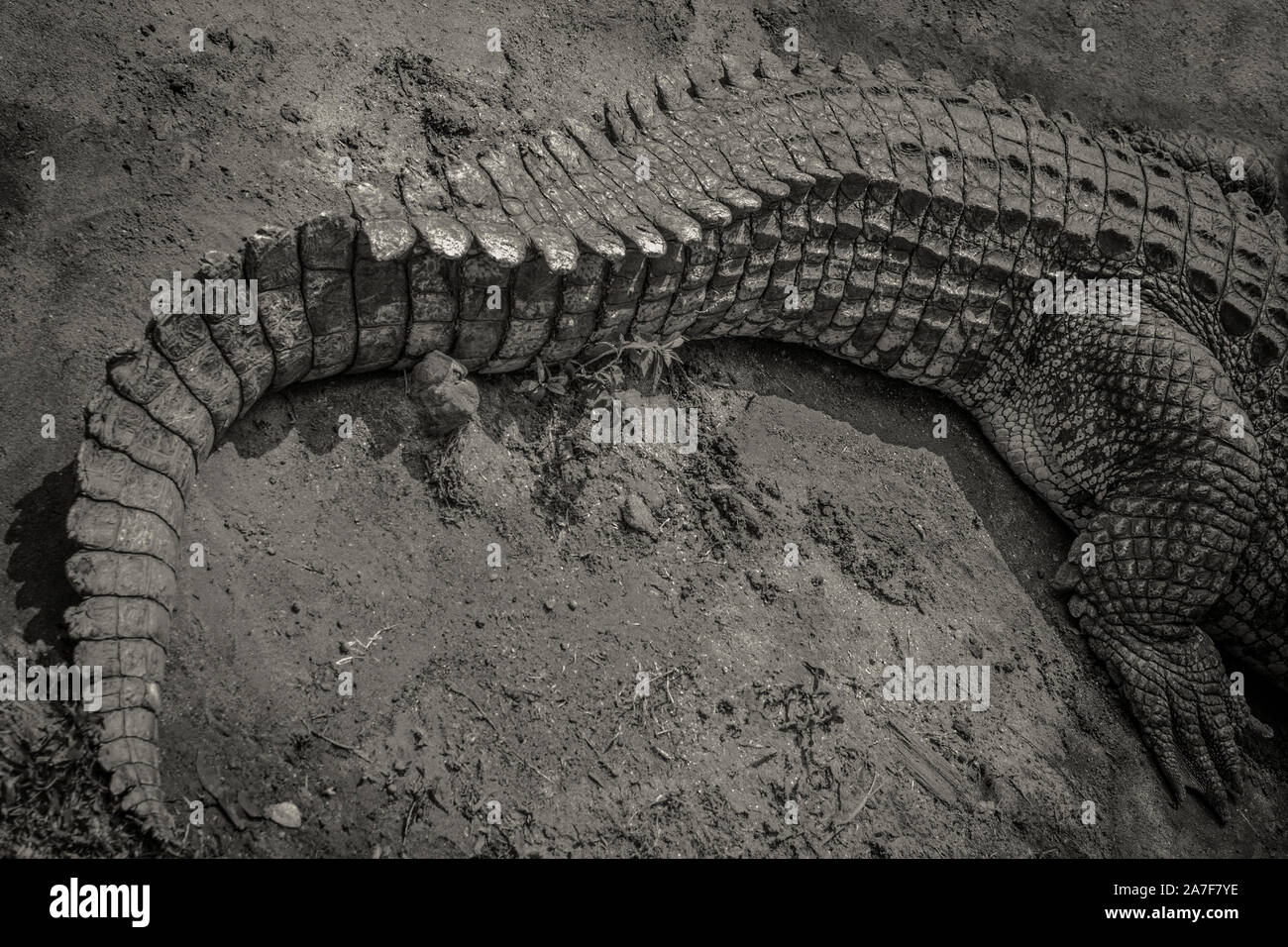 A powerful crocodile swamp tail close-up picture Stock Photo - Alamy