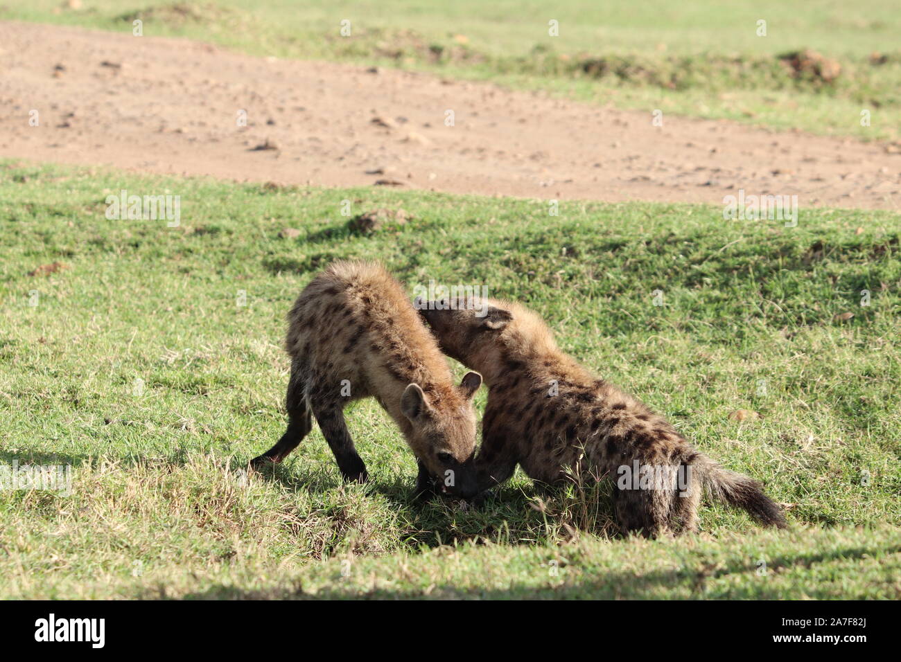 Hyenas cubs cuddling Stock Photo - Alamy