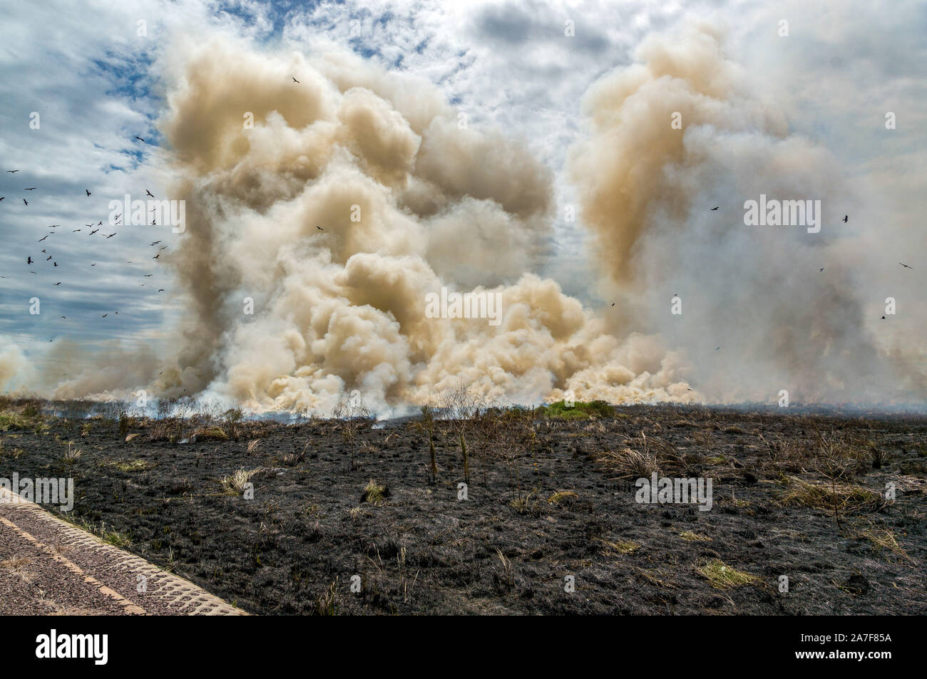 controlled Bushfire in Kakadu National Park, with diffrent birds ...