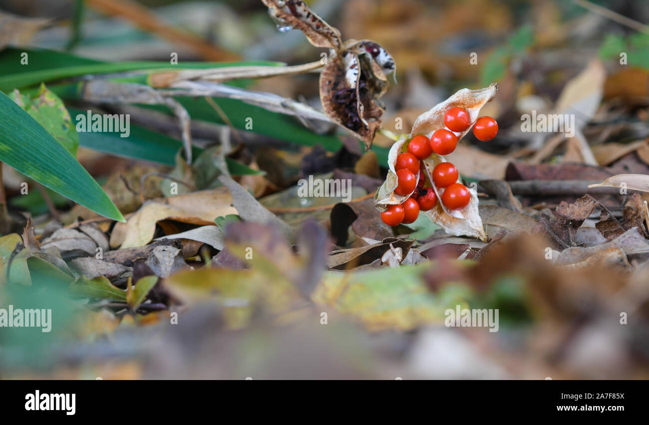 Iris foetidissima stinking iris hi-res stock photography and images - Alamy