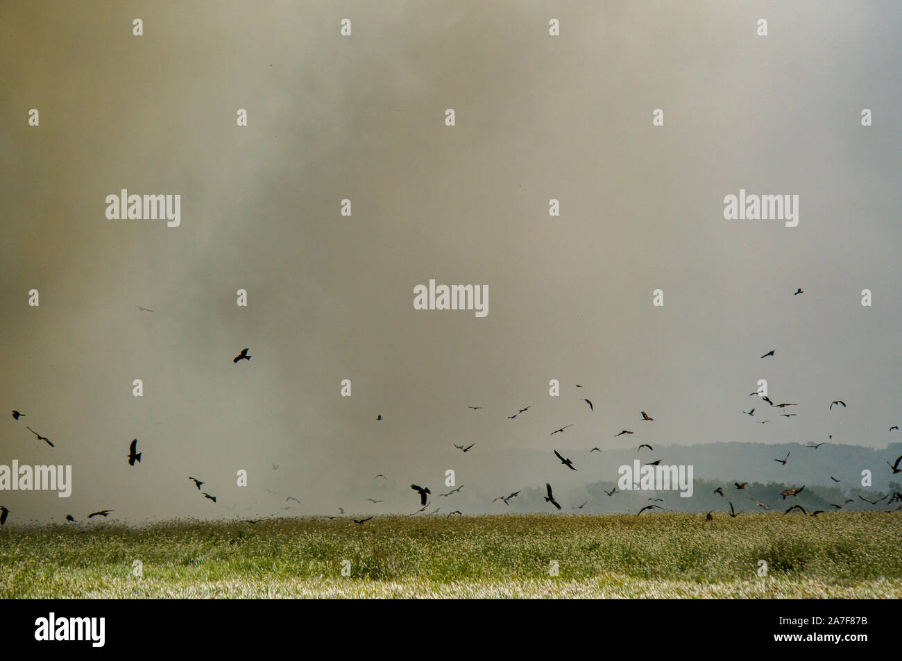 Bushfire outback australia flames hi-res stock photography and images ...