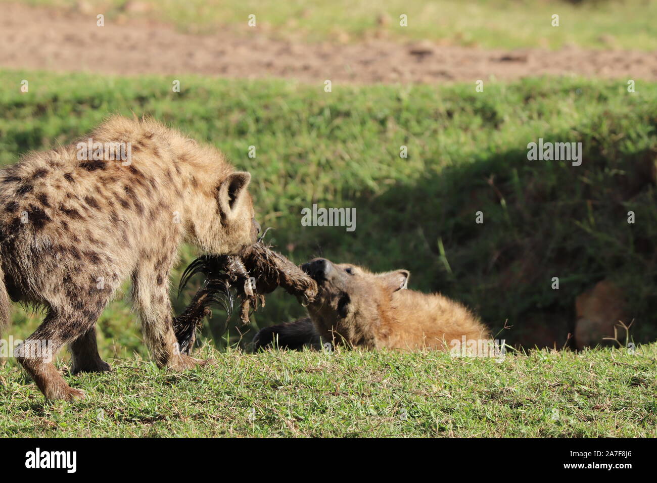 Spotted hyena with a wildebeest skin, in the african savannah Stock ...