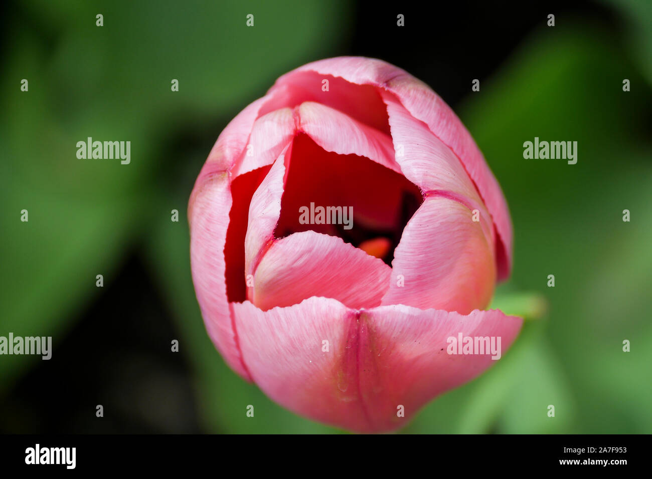 Pink flowerhead bloom spring hi-res stock photography and images - Alamy