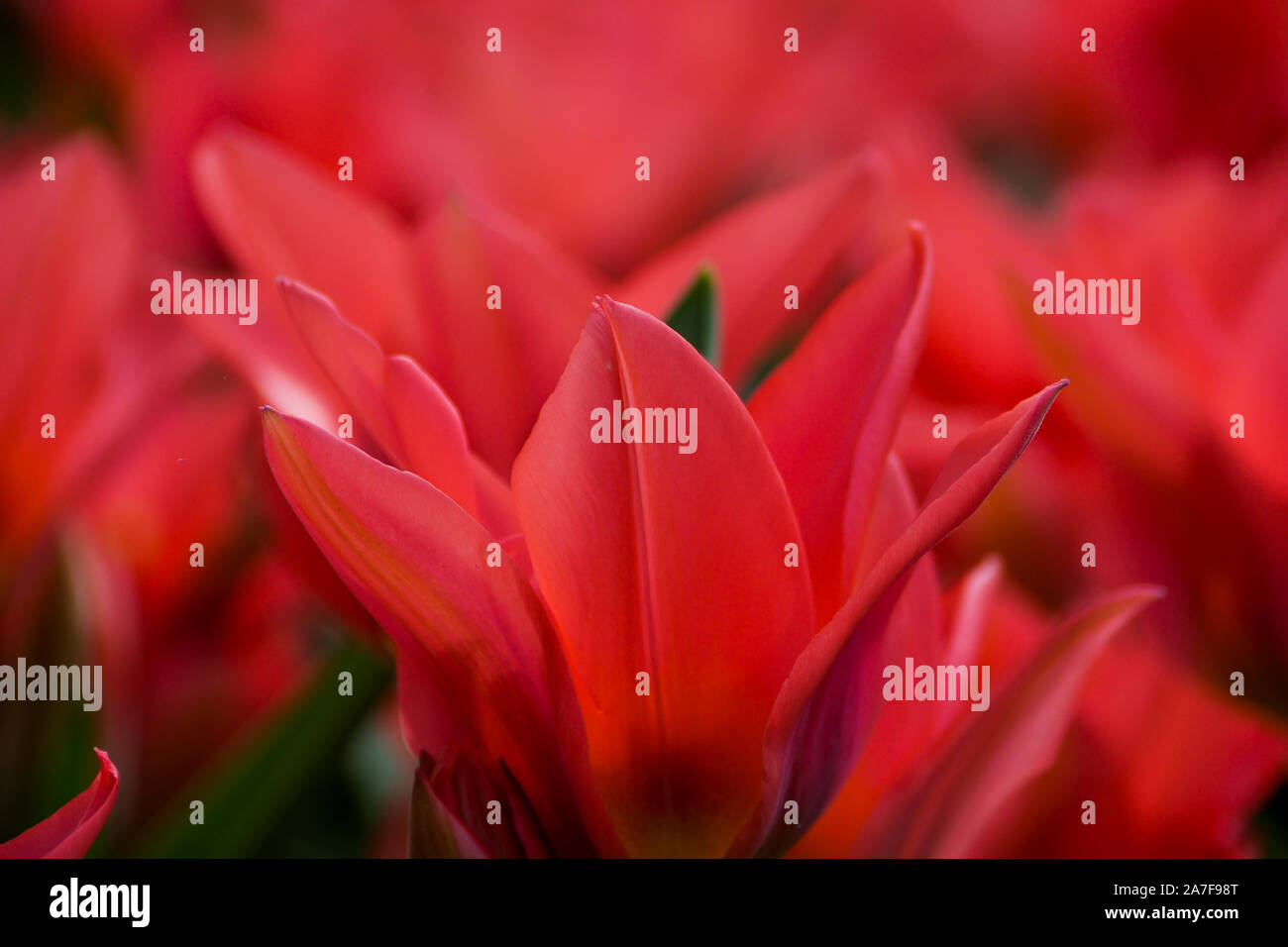 Vibrant red Pieter de Leur tulip flowerhead and pointy petals Stock ...
