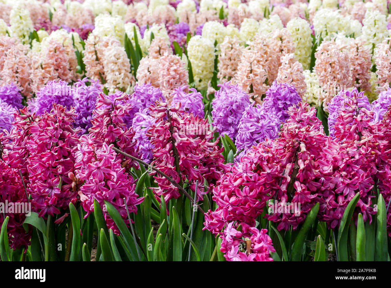 Hyacinth field with flower clusters of various colours Stock Photo - Alamy