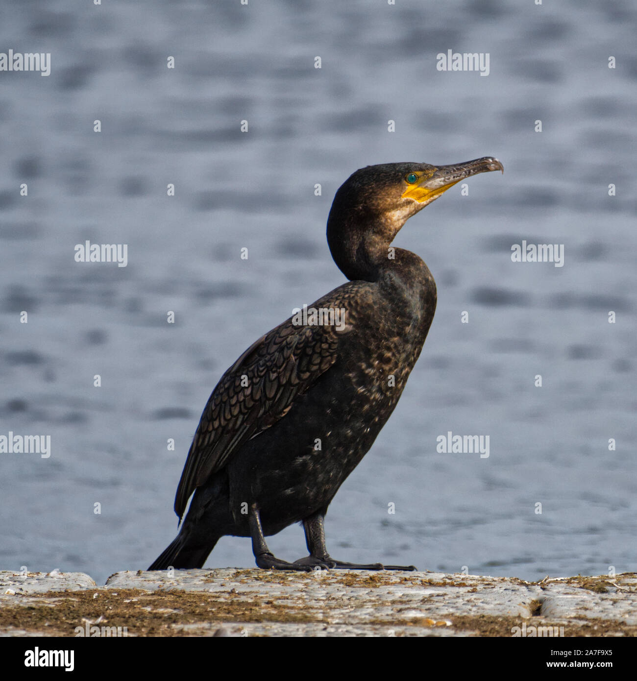 Corvus marinus hi-res stock photography and images - Alamy