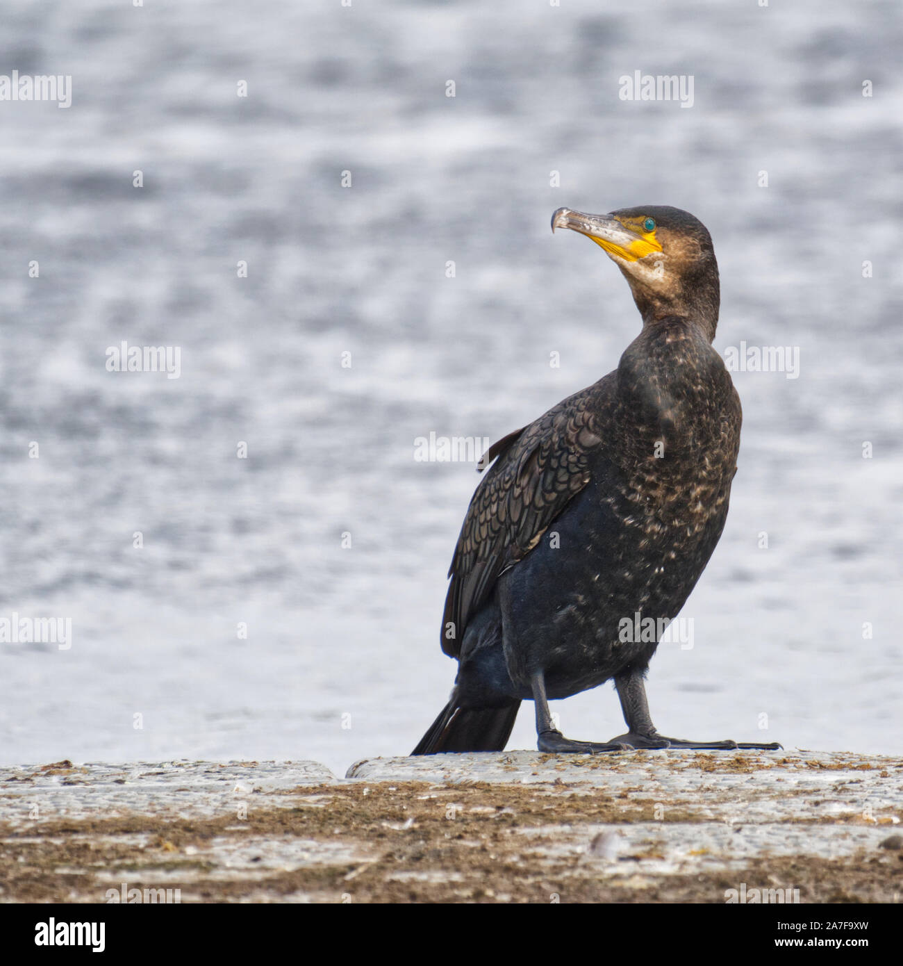 Corvus marinus hi-res stock photography and images - Alamy