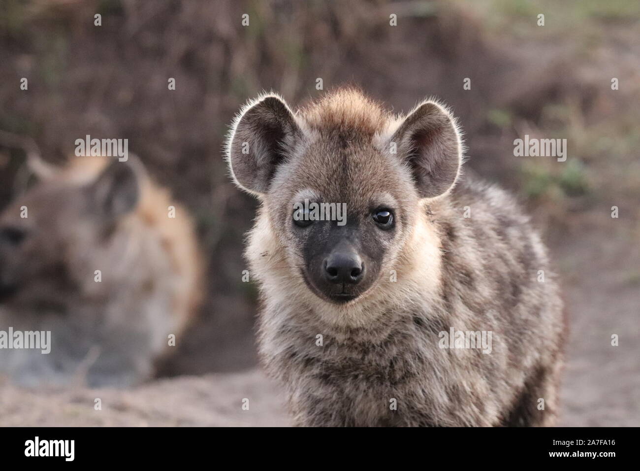 Hyena with small head hi-res stock photography and images - Alamy