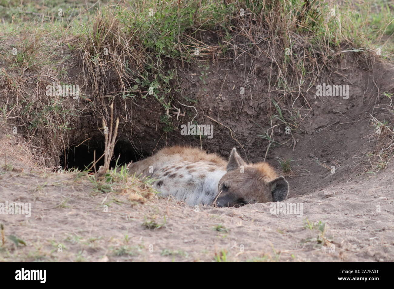 Spotted hyena in the den Stock Photo - Alamy