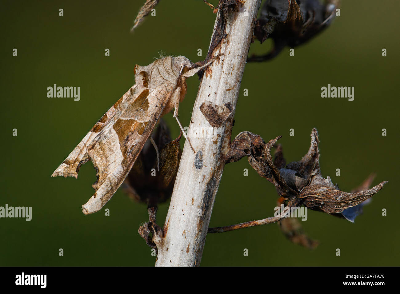 Angle shades moth hi-res stock photography and images - Alamy