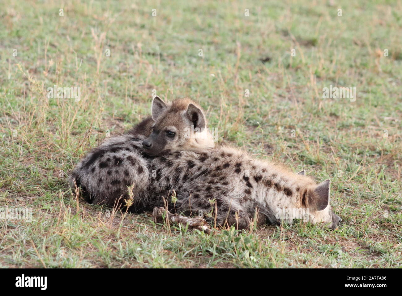Hyena siblings hi-res stock photography and images - Alamy