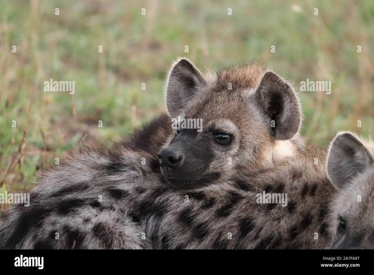 Hyenas cubs cuddling Stock Photo - Alamy