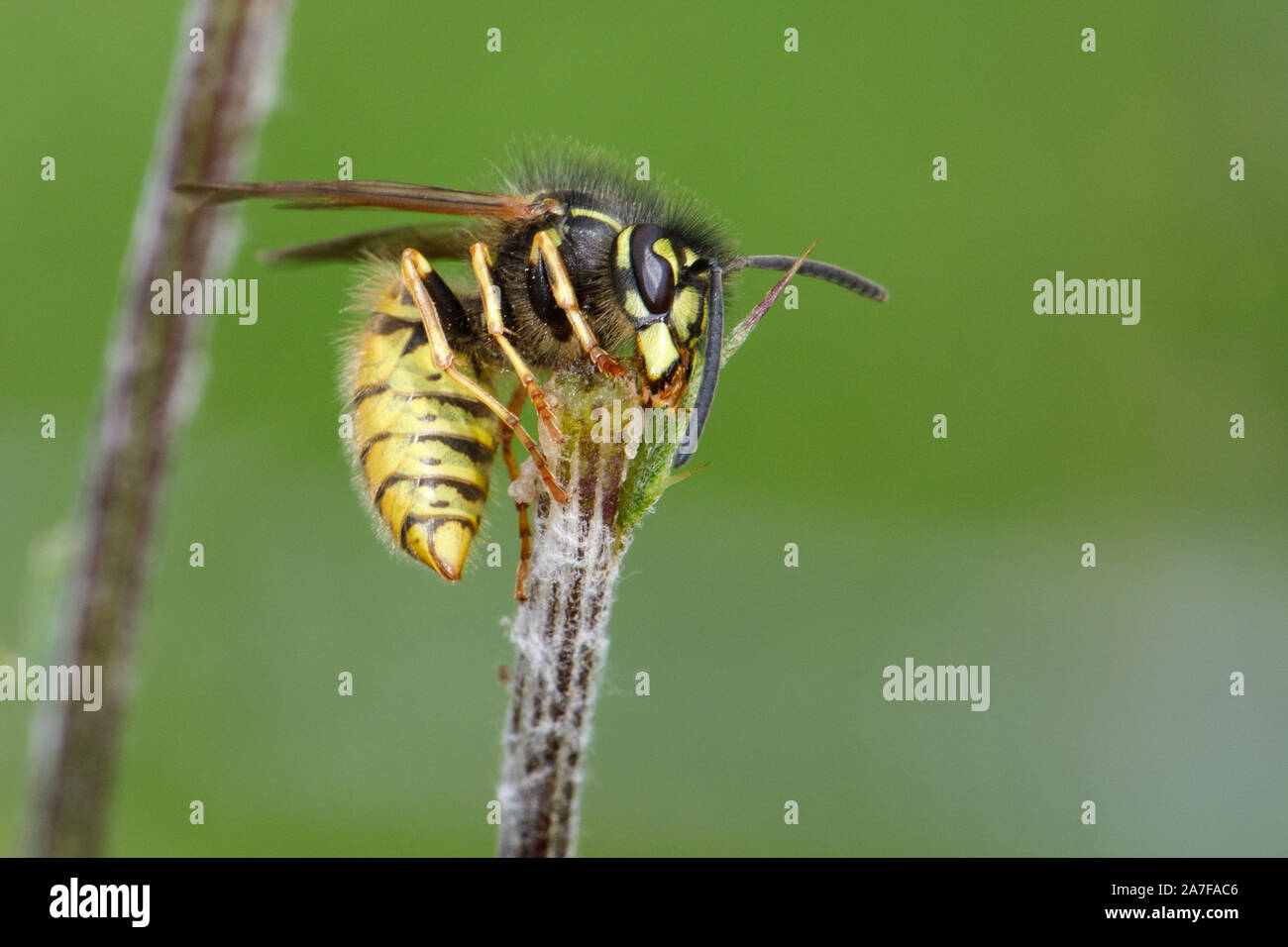 Common Wasp, Vespula vulgaris Stock Photo - Alamy