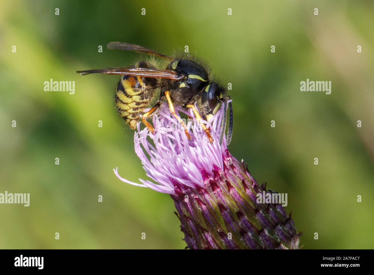 Common Wasp, Vespula vulgaris Stock Photo - Alamy