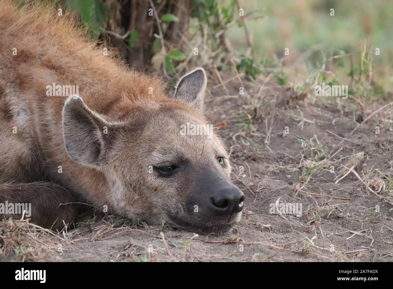 Hyaenas close up hi-res stock photography and images - Alamy